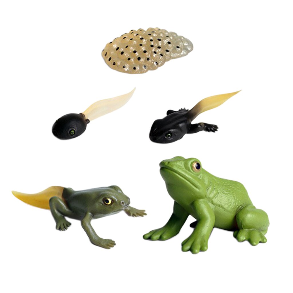 Learning Realistic Frog Growth Process Figures Toy... – Grandado