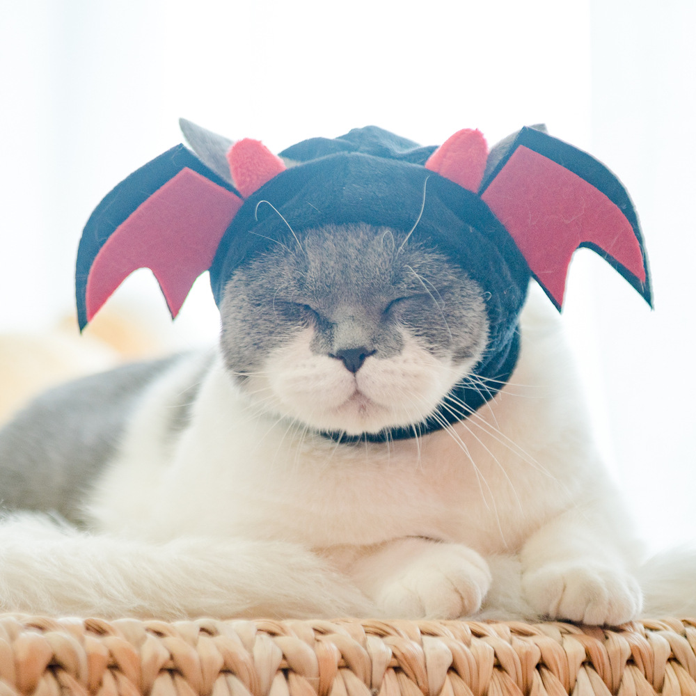 Huisdier Leuke Kat Hoed Bunny Hoed Met Konijn Oren... – Vicedeal