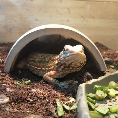 Reptile supplies, terrarium, reptile, reptile, she... – Vicedeal
