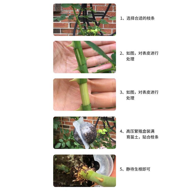 10/20 Plant Rooting Ball Grafting Root Growing Box... – Grandado