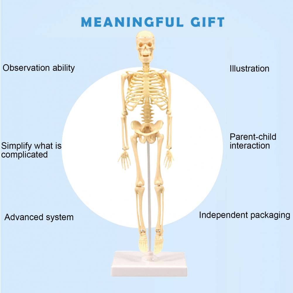 Skelet Model Mensen Actieve Anatomie Model Praktis... – Vicedeal