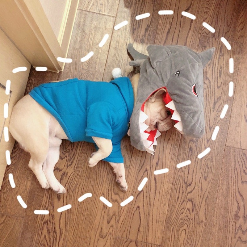 Pet Dog Dinosaur Shark Hat Transformation Cap Fren... – Vicedeal