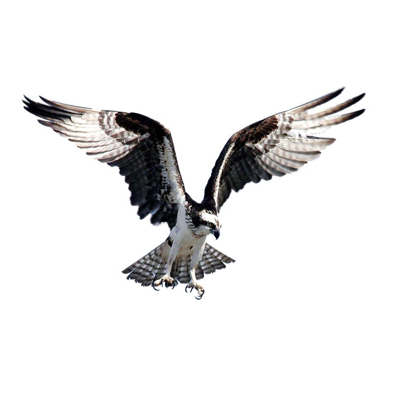 Kolme ratalia qc499 eagles cleaved the sky tarroj... – Grandado