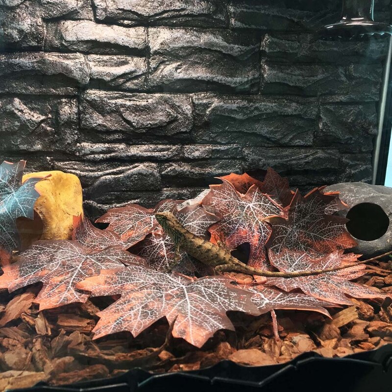 Snake Hides Small Reptile Hideout Caves Terrarium ... – Vicedeal