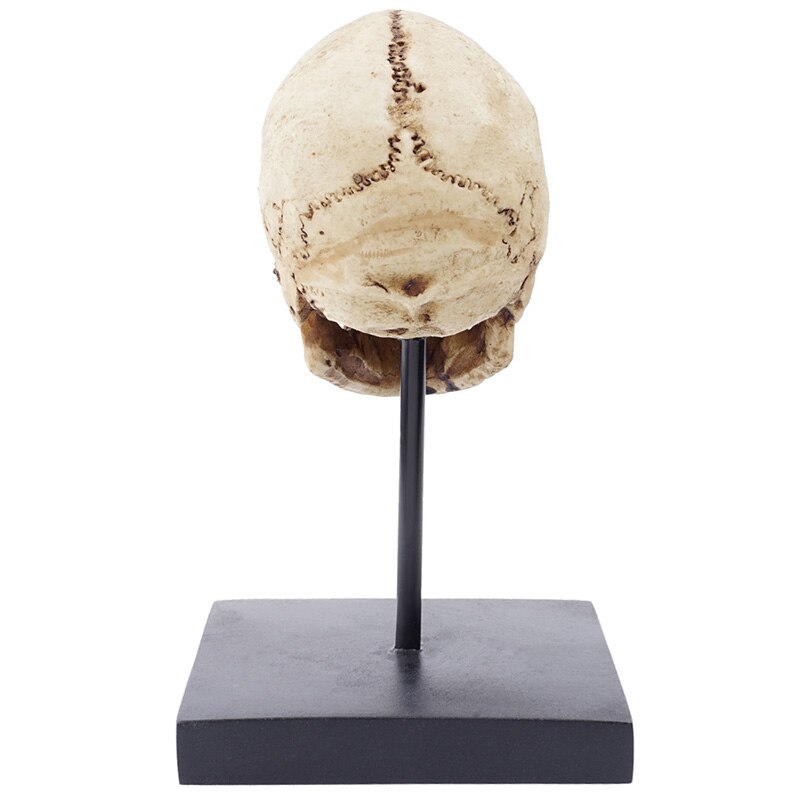 HeyMamba Gothic Human Skull Statue Sculpture Displ... – Vicedeal