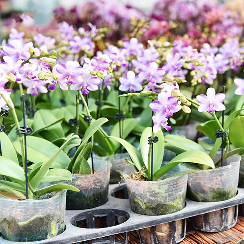 20-40 stuks/verpakking tuinbouwplanten orchideeënk... – Vicedeal
