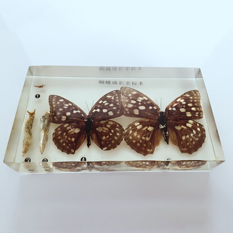 Zijderups Chrysalis In Vlinders Ontwikkeling Proce... – Grandado