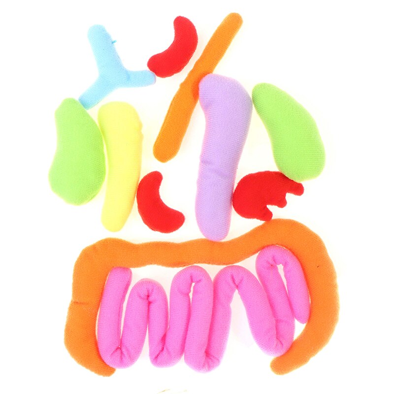 Model Anatomy Doll Human Torso Body Model Anatomy ... – Grandado