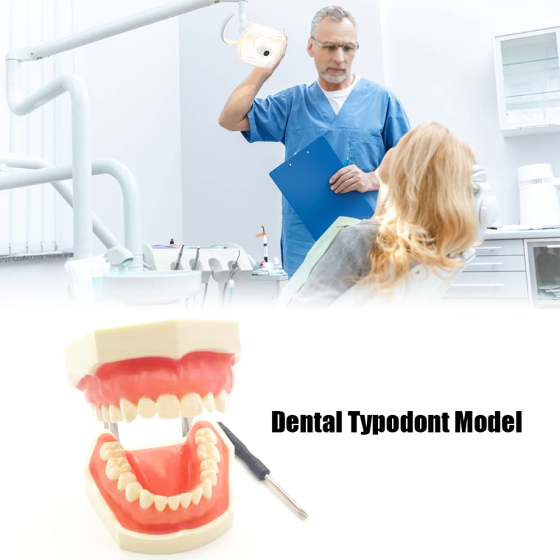 Dental Teaching Model Standard Dental Typodont Mod... – Vicedeal