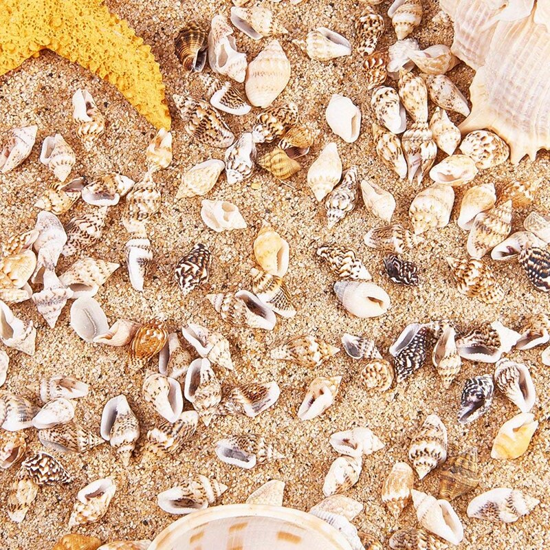 About 1300-1500 Tiny Sea Shell Ocean Beach Spiral ... – Grandado