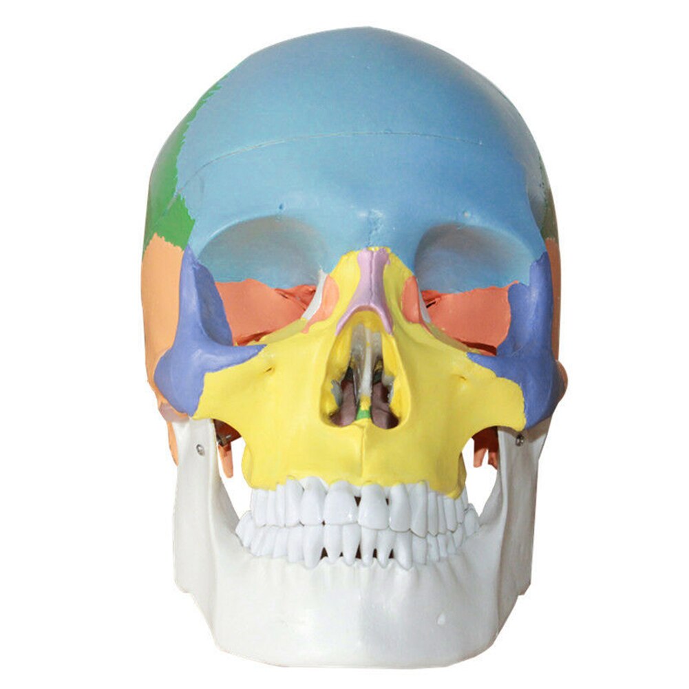 Colored Skull Model Sectioned Head Model Teaching ... – Grandado