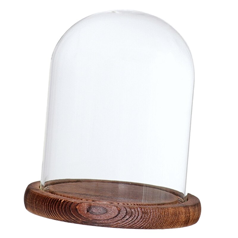 1PC Clear Glass Plants and Flowers Holder e Displa... – Vicedeal