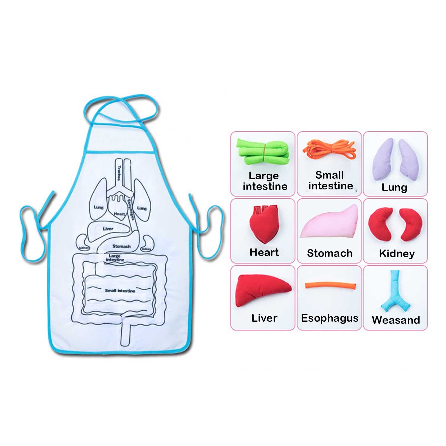 Children Anatomy Apron Human Body Organs Awareness... – Grandado
