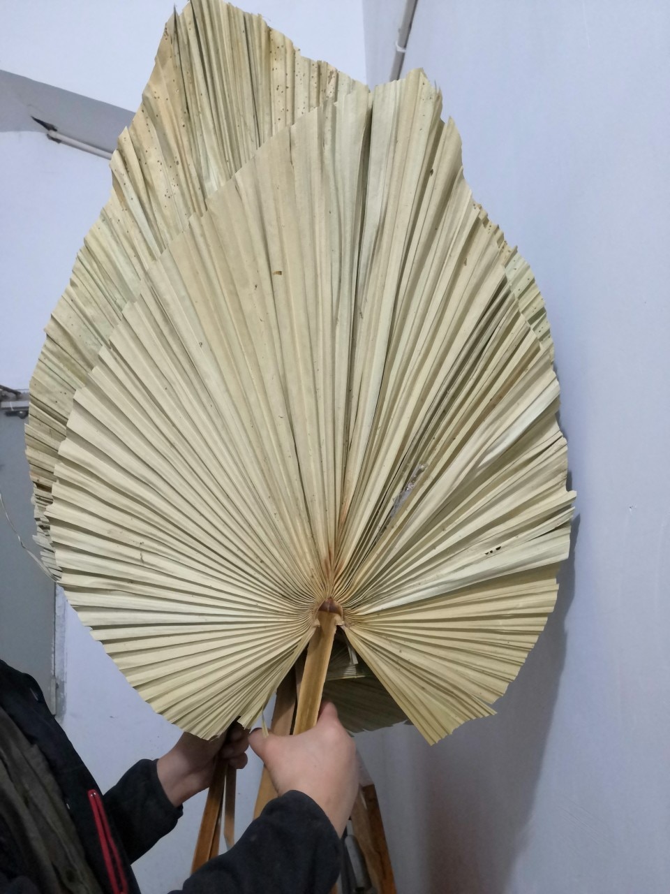 Clip fan leaf wedding floral scene layout beautifu... – Grandado