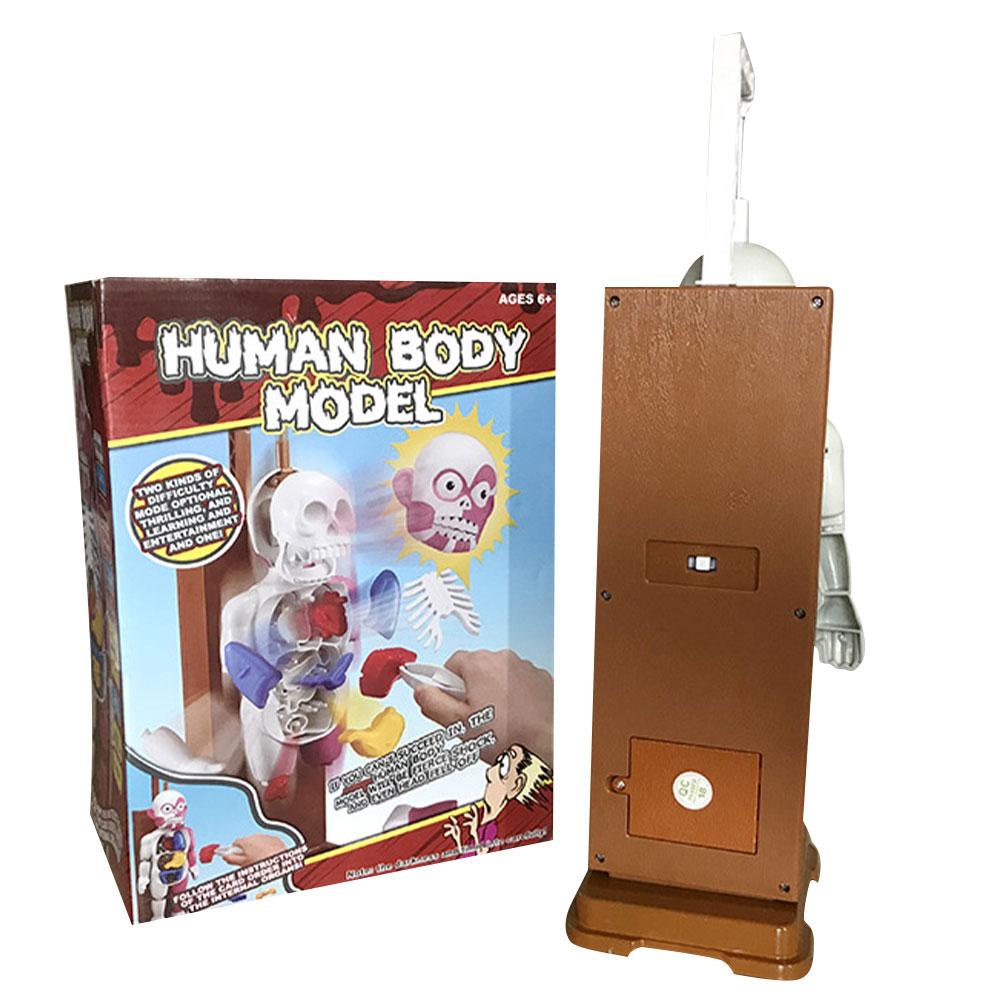 4D Assembled Model Human Body Model Educational To... – Vicedeal