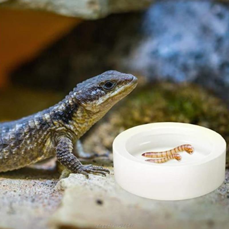Worm Dish Reptile Food Water Bowl Gecko Ceramic Pe... – Vicedeal