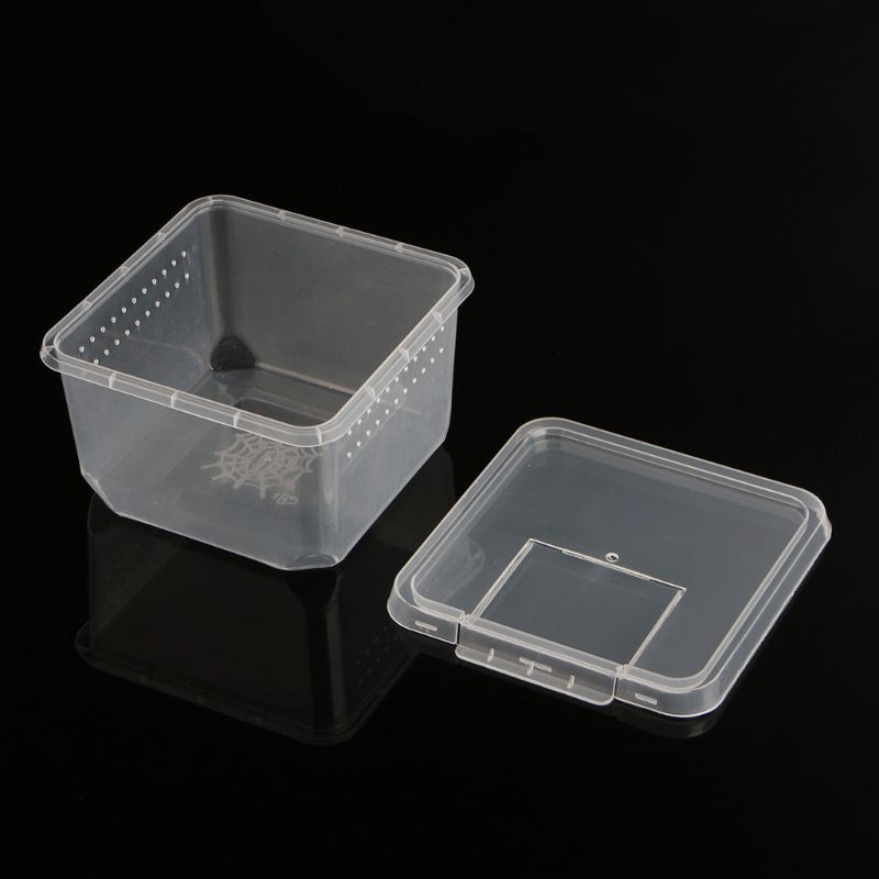 Reptile Terrarium Feeder Breeding Box Tortoise Spi... – Grandado