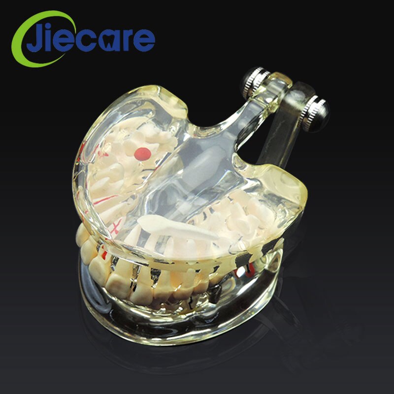 1 PC Dental Standard Teeth Model Oral Care Tooth C... – Grandado