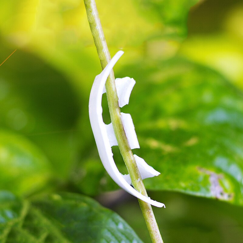 Tomato Fixing Clip Fruit Sapling Reinforcement Cli... – Grandado