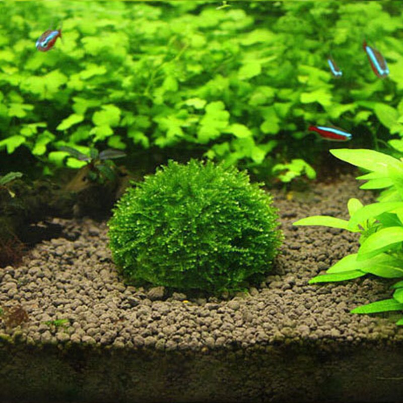 Aquarium Ball Funny Decor Live Moss Ball Filter Aq... – Vicedeal
