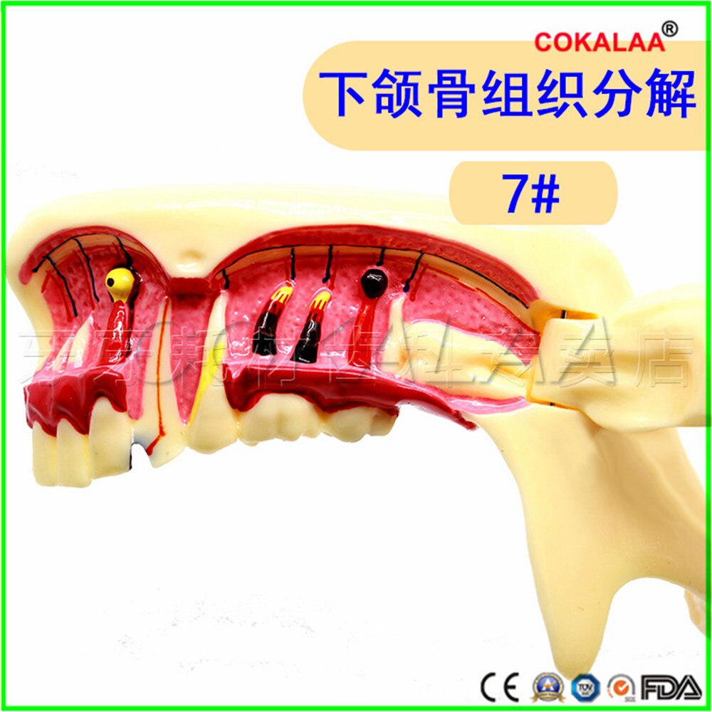 Good Mandibular tissue decomposition model dental ... – Grandado