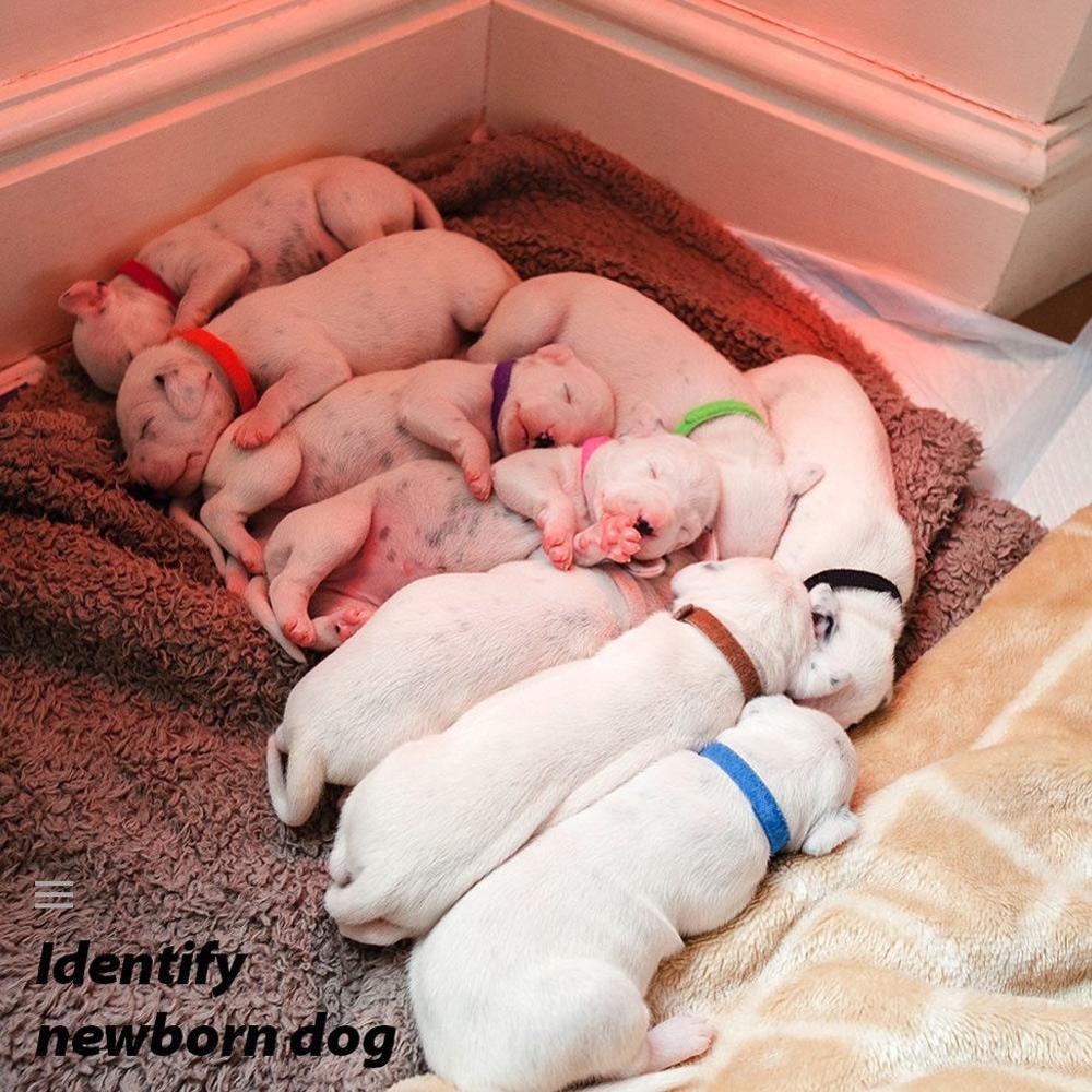 12PCS Pet Dog Cat Identification Collar Adjustable... – Vicedeal