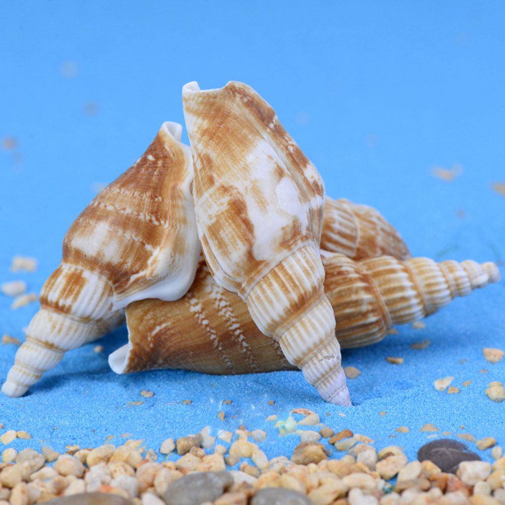 50 pcs Mixed Shells Decor Beautiful Mixed Decor Sh... – Vicedeal