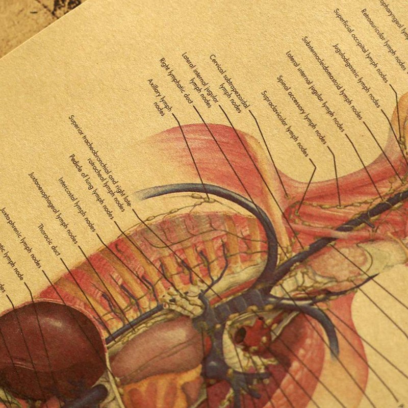 The Skeleton Of The Body Structure Lymphatic Syste... – Grandado