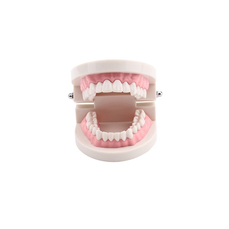 Dentes dentários modelo higiene oral limpeza dos d... – Vicedeal
