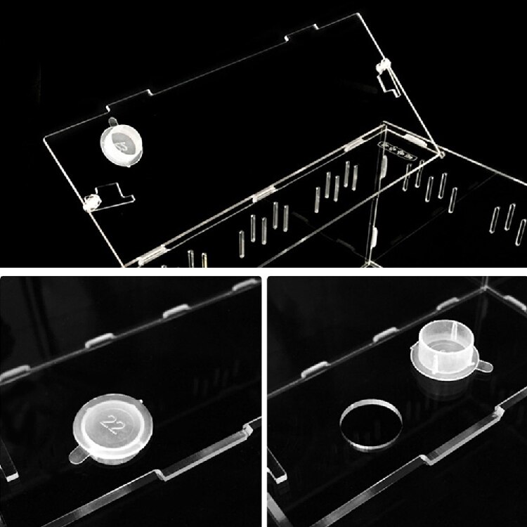 Transparent Acrylic Reptile Box For Spiders Tortoi... – Grandado