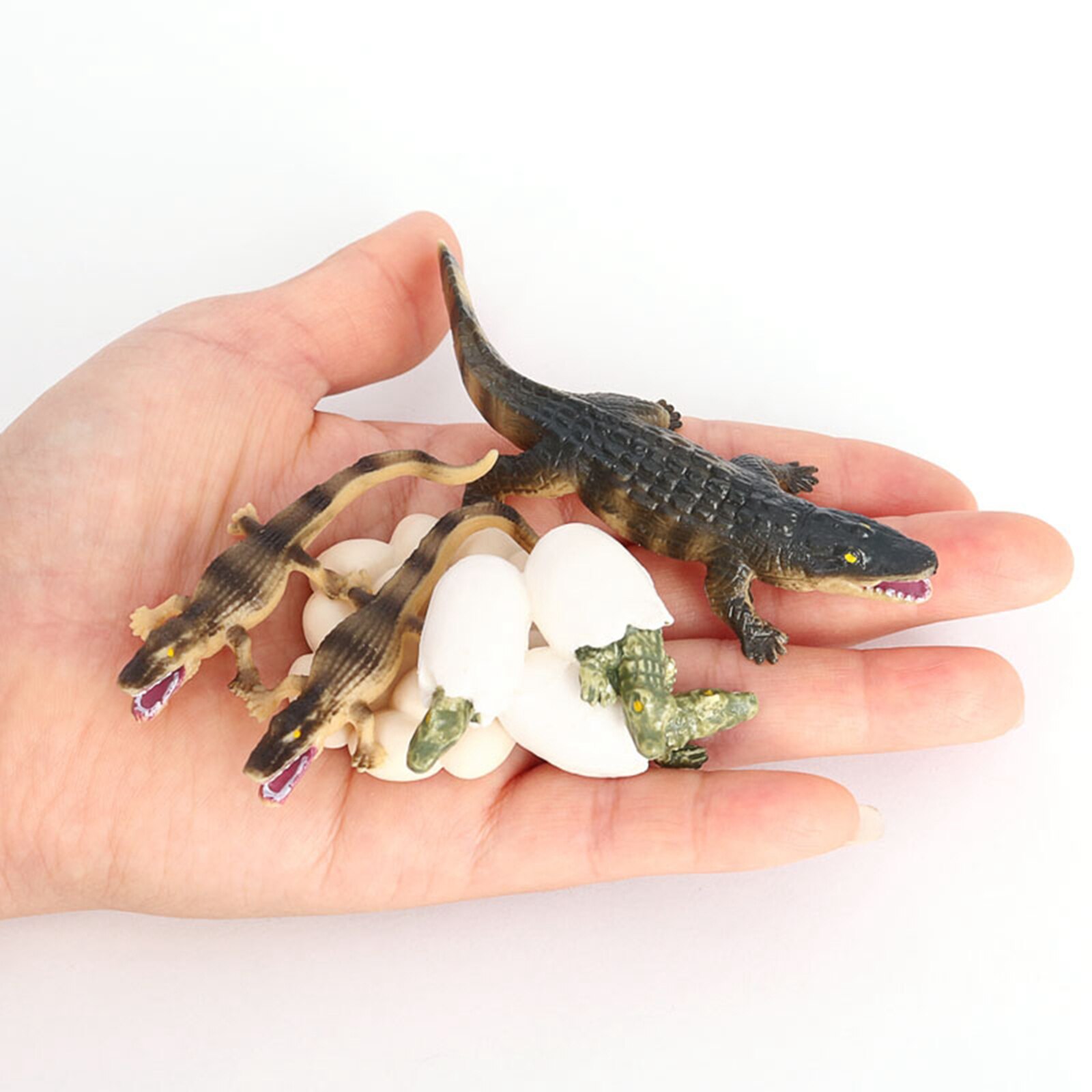 4 Stages Life Cycle of Crocodile Nature Insects Li... – Grandado