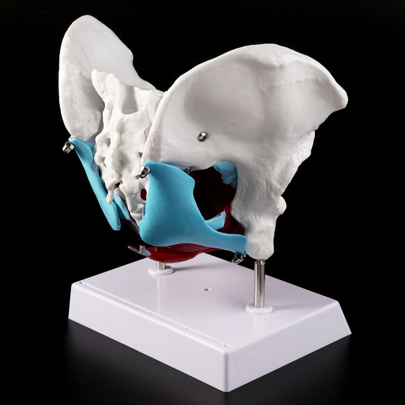 Female Pelvis Pelvic Floor Muscle Model Uterus Ova... – Vicedeal
