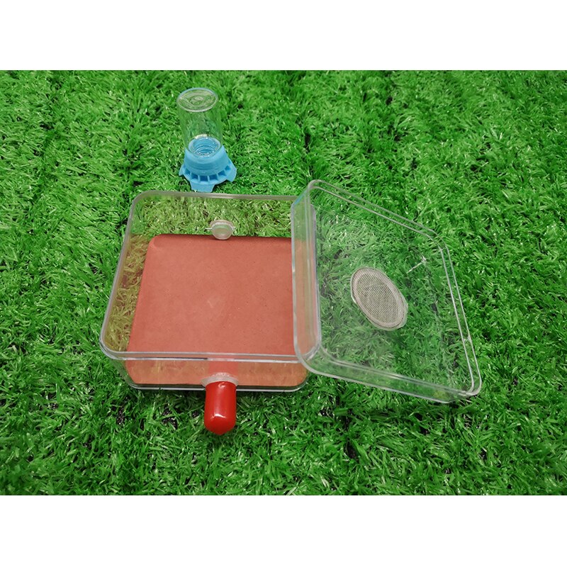 Ant Transparent Activity Area Connects Ant Nest Ac... – Grandado