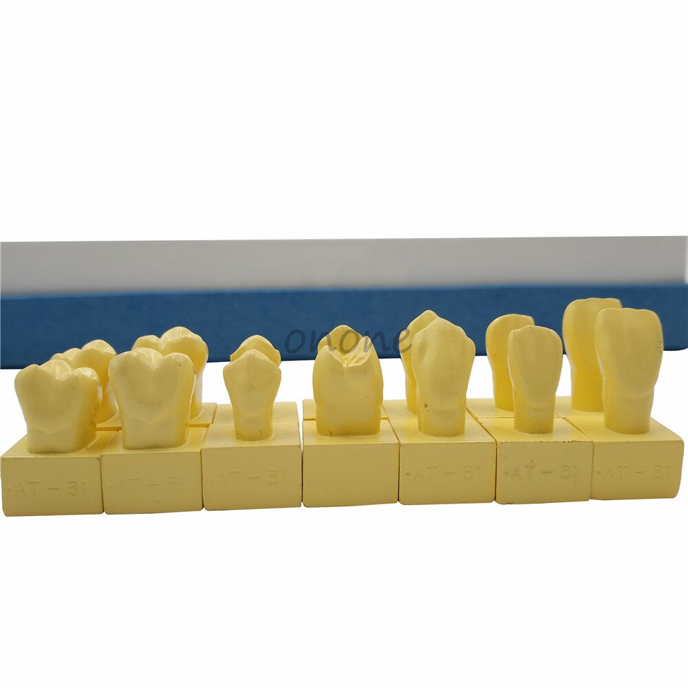 1:1 Permanent Teeth Model With Base Dental Tooth D... – Vicedeal