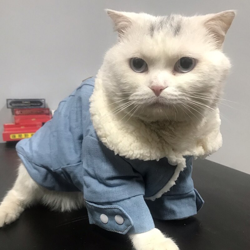 Warm Cotton Collar Pet Cat Clothes For Cats Winter... – Grandado