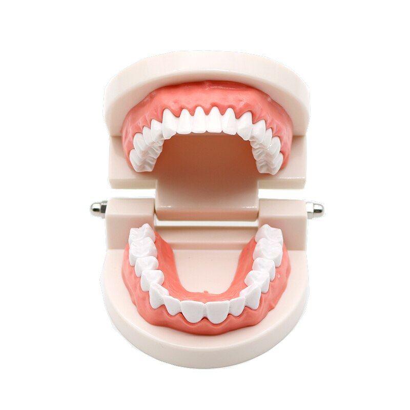 1pc 1:1 Adult Standard Dental Teaching Study Typod... – Grandado