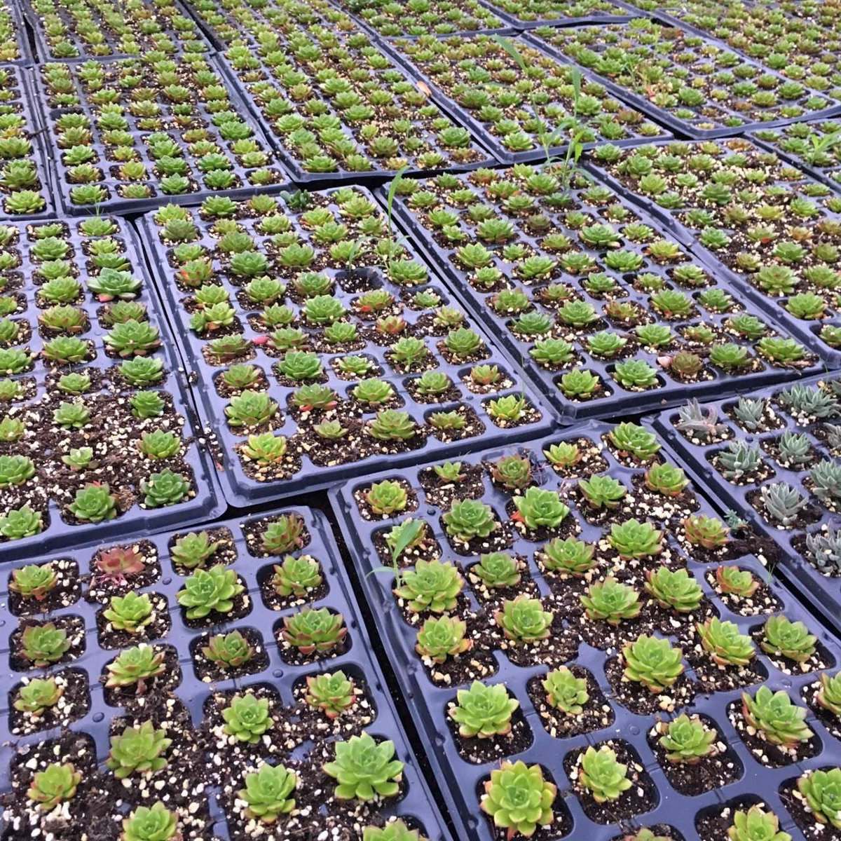 200 Holes Seedling Starter Planting Tray Extra Str... – Grandado