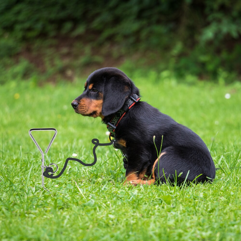 1pc Dog Tie Out Stake Screw Anchor Down Post Stain... – Grandado