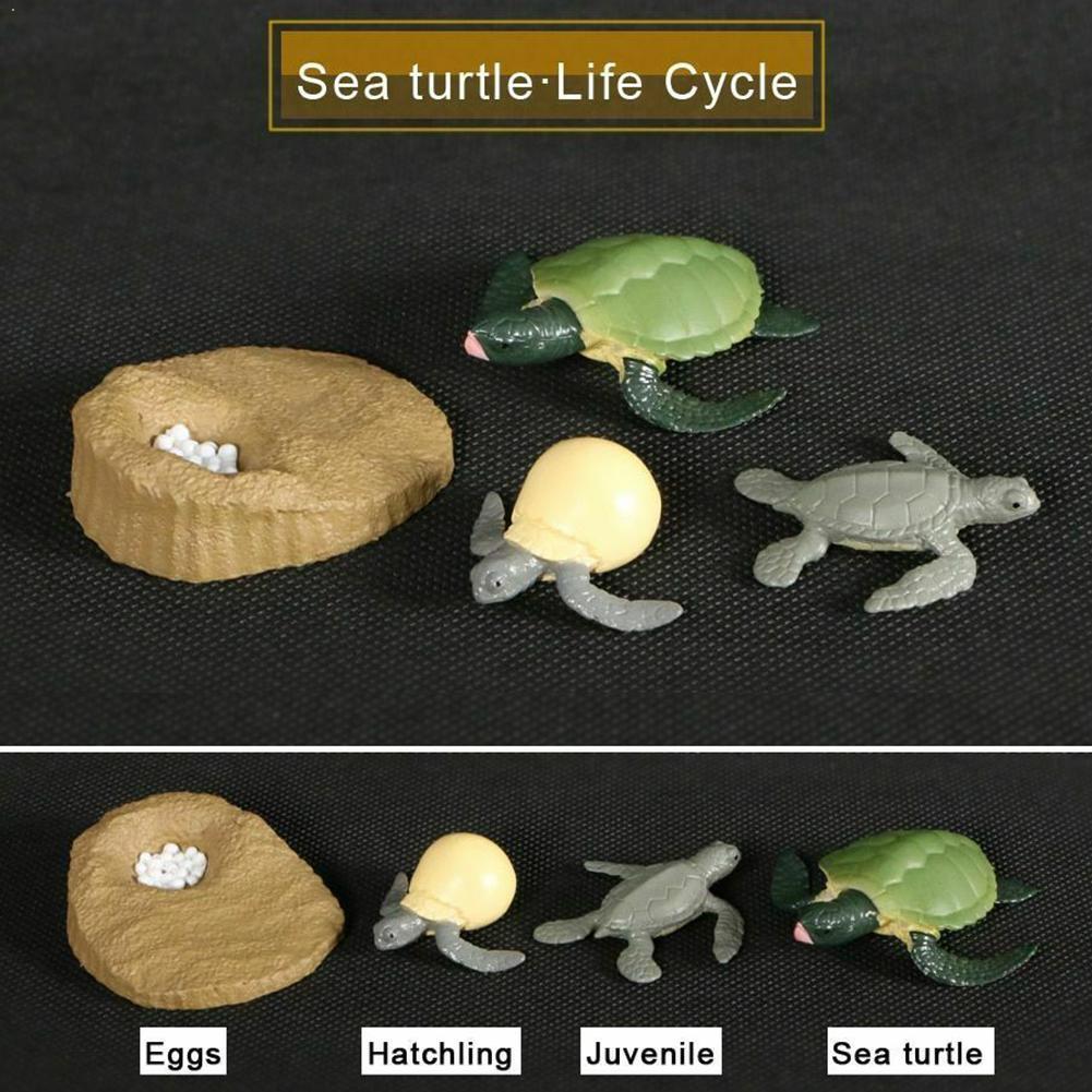 Simulation Animals Life Cycle Figurines, Frog Ant ... – Vicedeal Simulation Animals Life Cycle Figurines, Frog Ant ... – Vicedeal