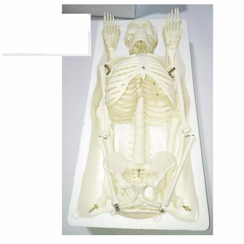 45cm Flexibele Medische Menselijk Anatomie Anatomi... – Grandado