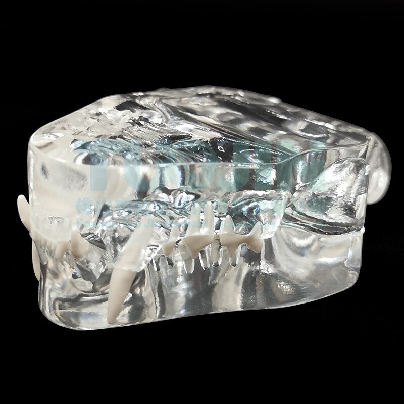 Cat Tooth Model Dog Teeth Model Canine Dentistry M... – Grandado