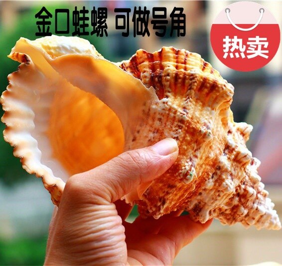 Big Conch Shell Domestic Ornaments Big Gold Mouth ... – Grandado
