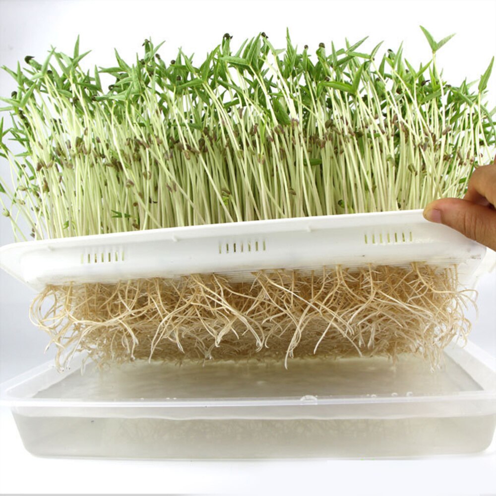 Seed Sprouter Tray Nursery Pots Seed Sprouter Tray... – Grandado