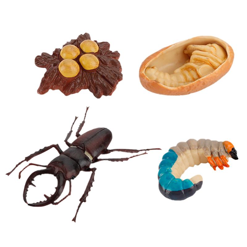 4Pcs Simulatie Insect Groei Ornamenten Insect Disp... – Grandado