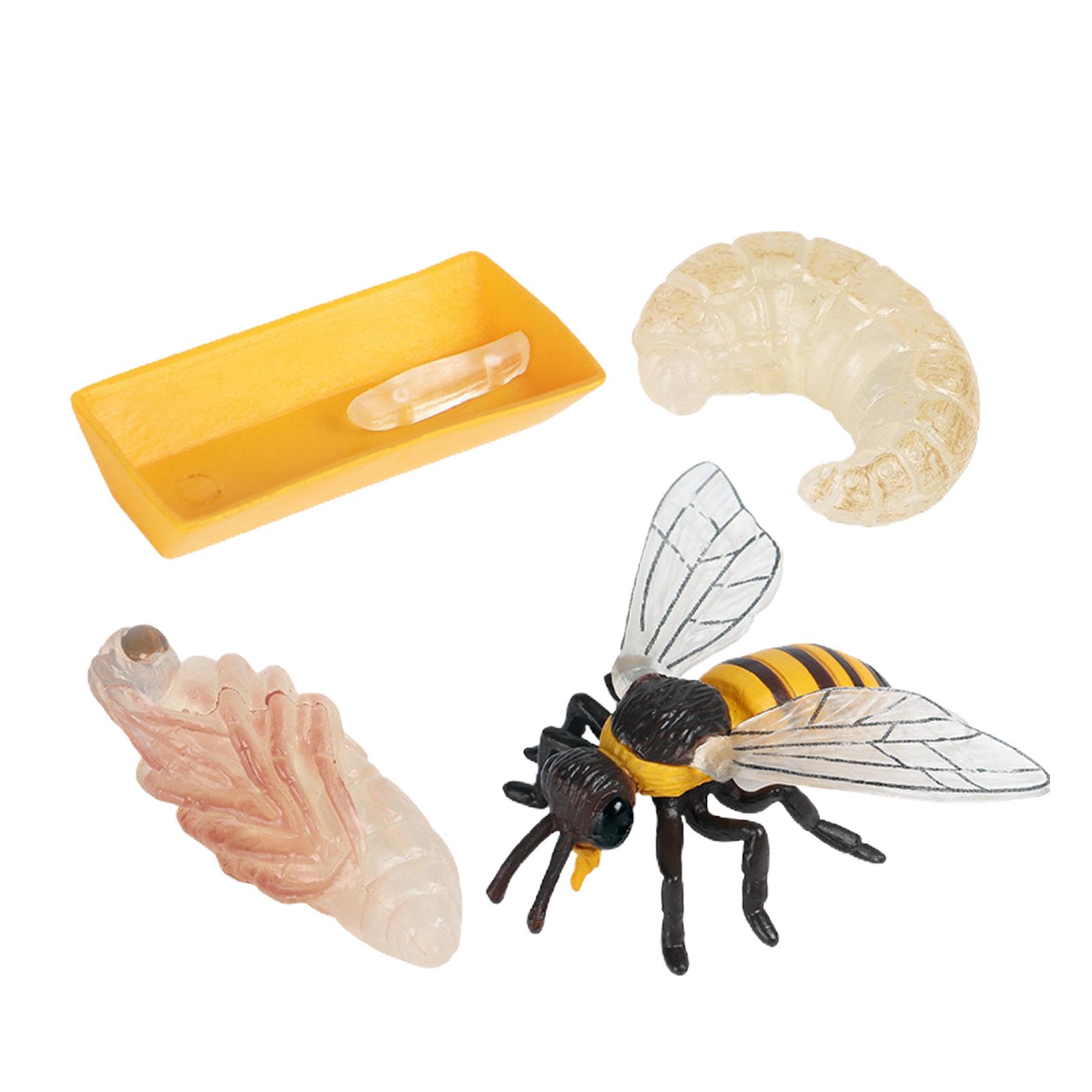 Realistic Plastic Insects Bee Growth Toys for 1-7Y... – Grandado