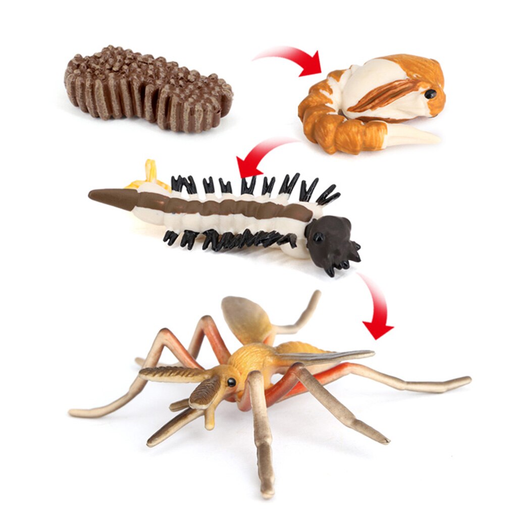 Simulation Life Cycle of Mosquito Hatchery Growth ... – Grandado