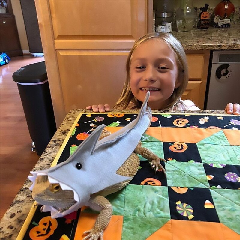 Shark Outfit for Bearded Dragon Lizard Halloween C... – Grandado