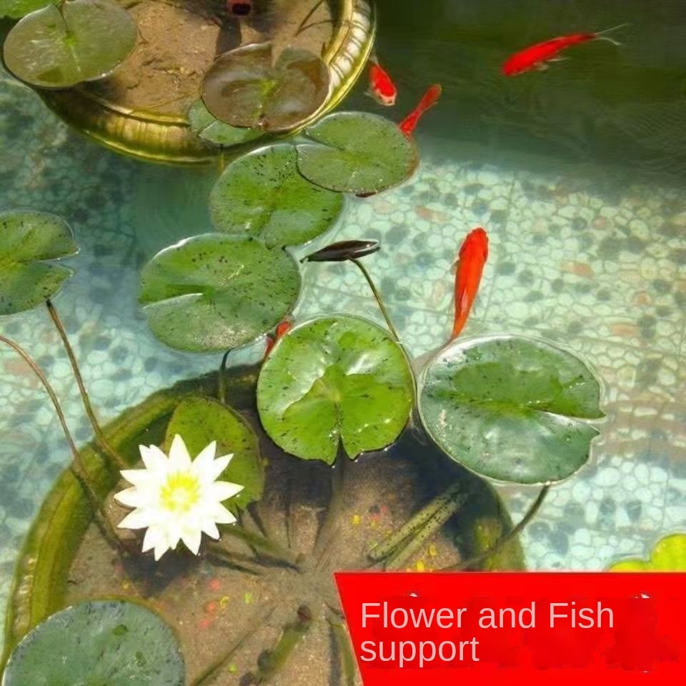 Fish tank lazy novice landscaping decoration Aquar... – Grandado