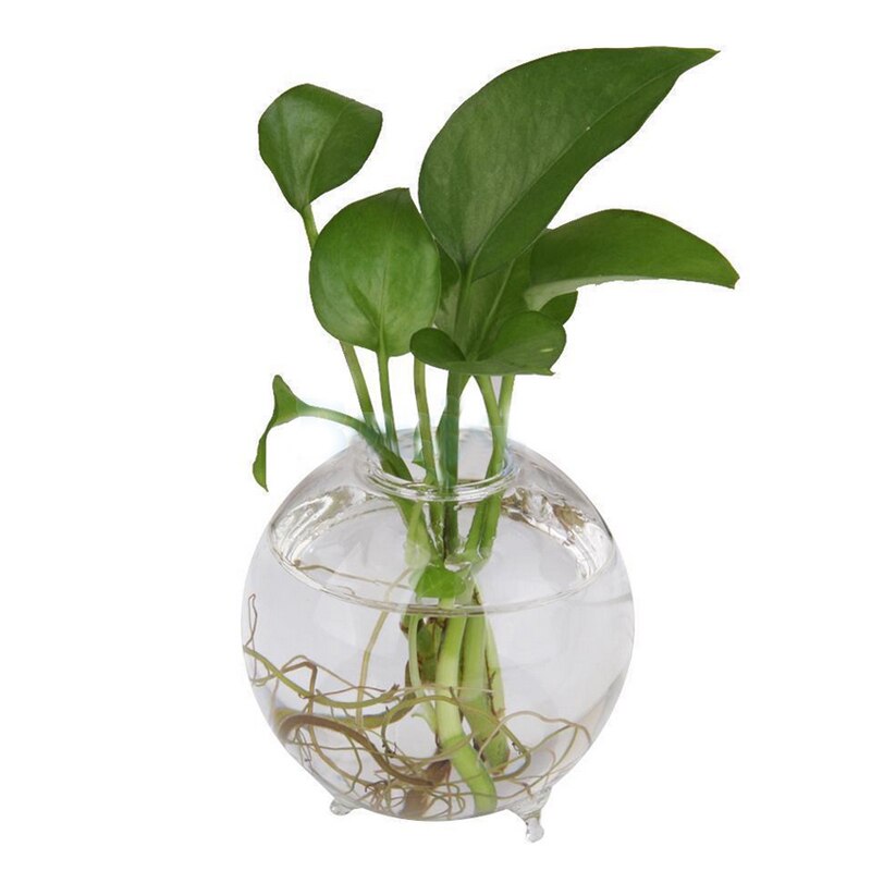 Clear Glass Flower Ball Vase Handmade Hydroponic P... – Grandado
