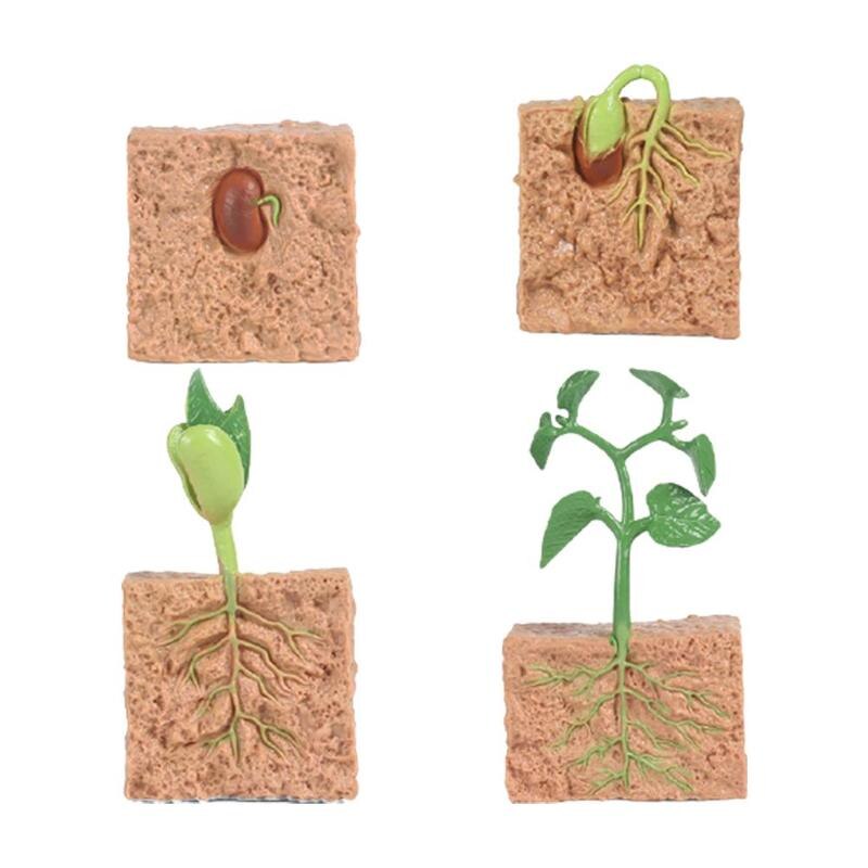 Simulation Plant Model Mini Seed Growth Cycle Toy ... – Grandado